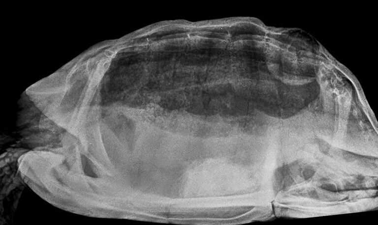 Diagnóstico por imagen a reptiles exóticos | Exòtics Veterinaria
