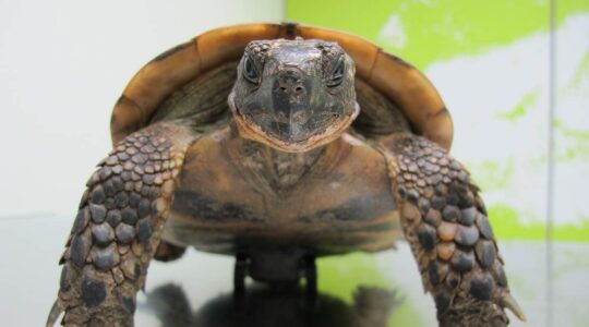 Diagnóstico por imagen a reptiles exóticos | Exòtics Veterinaria