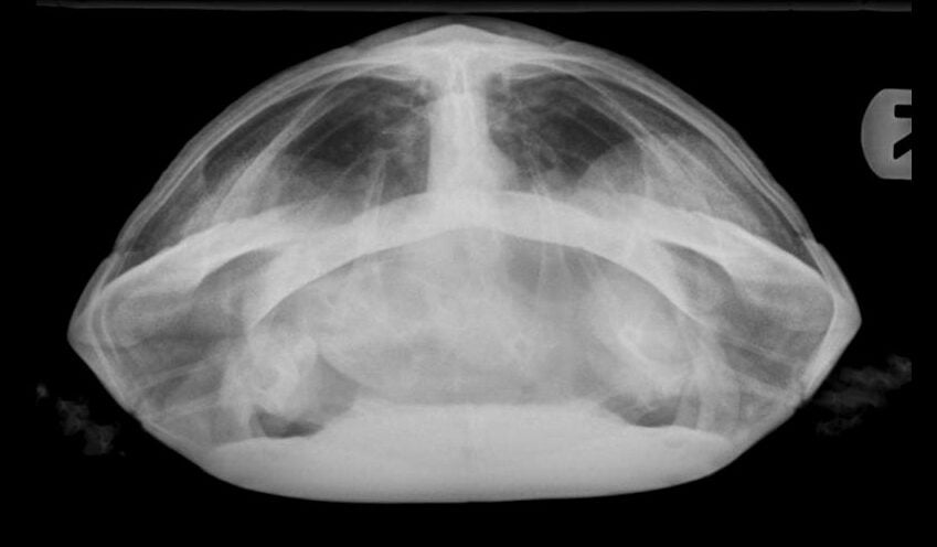 Diagnóstico por imagen a reptiles exóticos II: radiografías | Exòtics ...