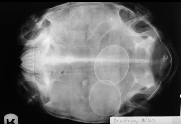 Diagnóstico por imagen a reptiles exóticos II: radiografías | Exòtics ...
