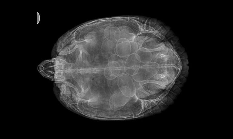 Diagnóstico por imagen a reptiles exóticos II: radiografías | Exòtics ...
