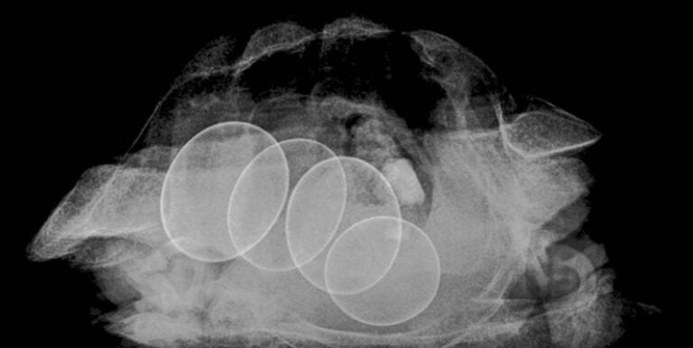Caso clínico: distocia en tortuga | Exòtics Veterinaria
