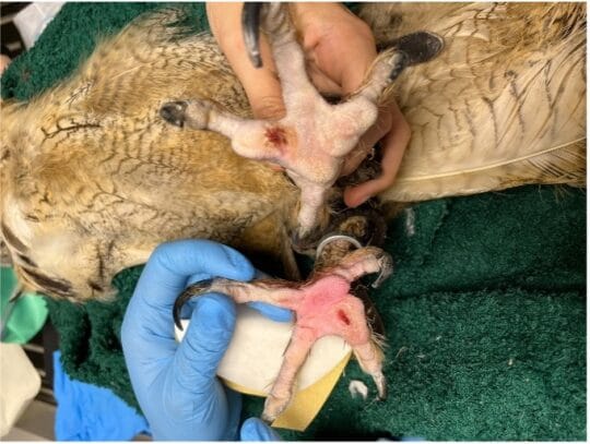 Pododermatitis en aves rapaces